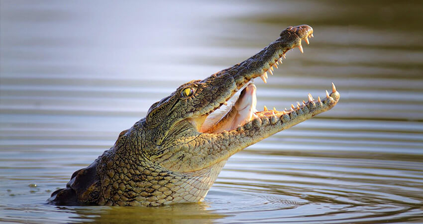 Crocodile Personality Type Explained. Characteristics of the Crocodile ...