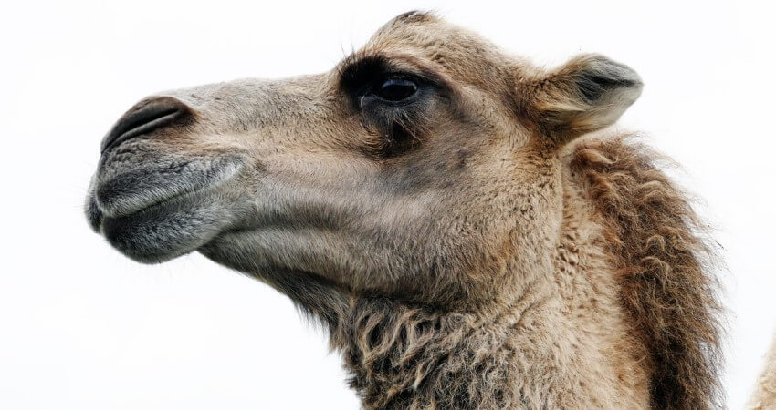 Camel Personality Type Explained. Characteristics of the Camel: Career ...