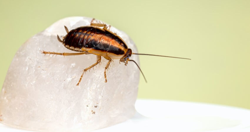 Cockroach Personality Type Explained. Characteristics of the Cockroach ...
