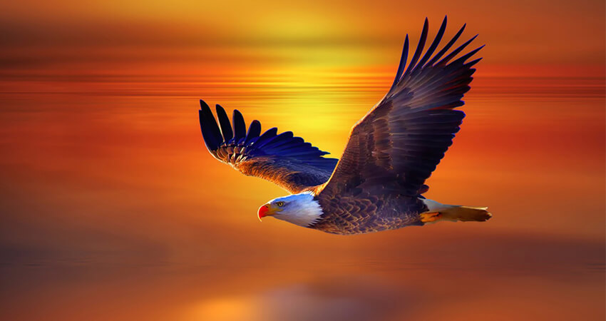 Eagle Personality Type Explained. Characteristics of the Eagle: Career ...