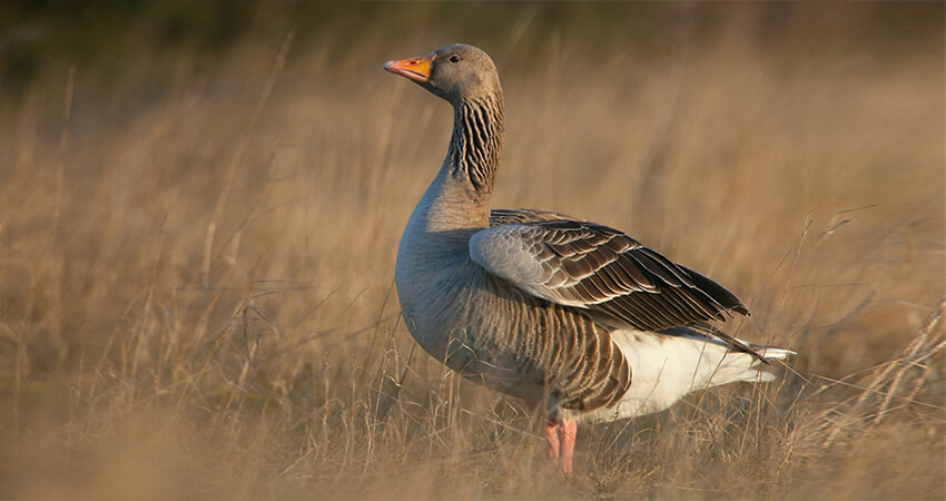 Goose Personality Type Explained. Characteristics of the Goose: Career ...