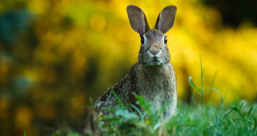 Hare Personality Type Explained. Characteristics of the Hare: Career ...