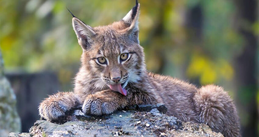 Lynx Personality Type Explained. Characteristics of the Lynx : Career ...