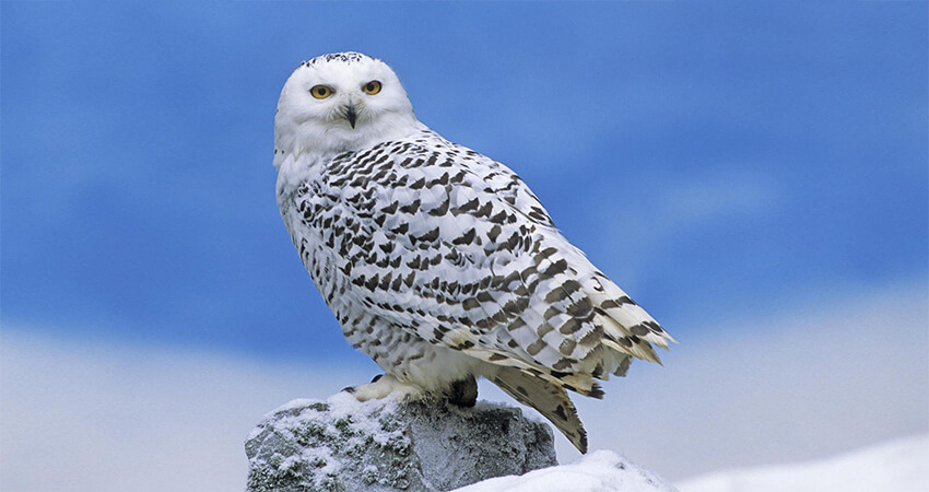 Owl Personality Type Explained. Characteristics of the Owl: Career ...