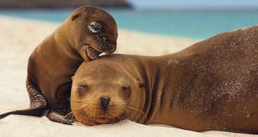 Seal Personality Type Explained. Characteristics of the Seal: Career ...