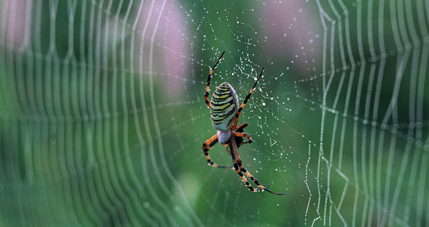 Spider Personality Type Explained. Characteristics of the Spider ...